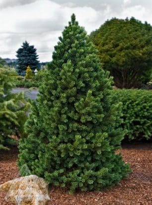 Formal Form Bristlecone Pine - Pahl's Market - Apple Valley, MN