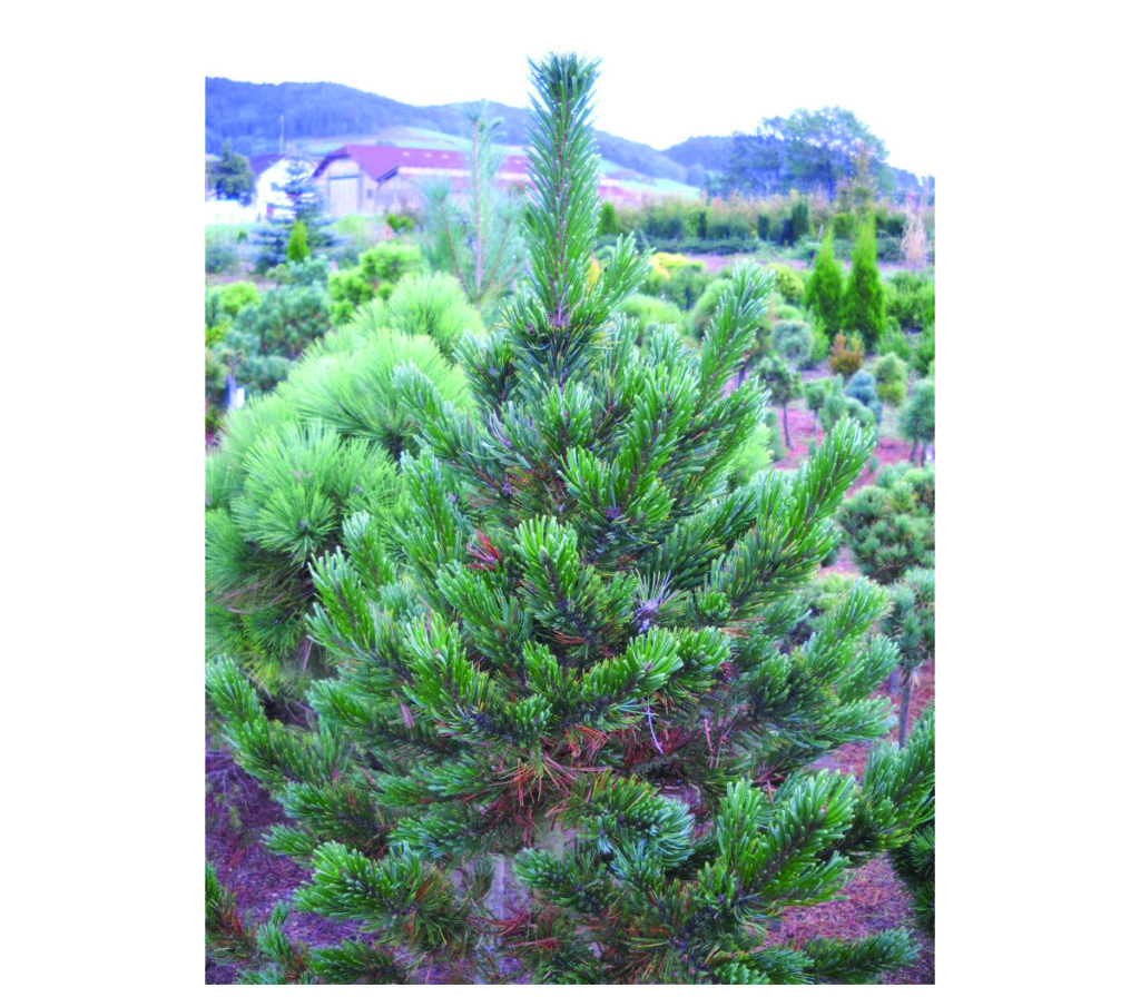Formal Form Bristlecone Pine - Pahl's Market - Apple Valley, MN