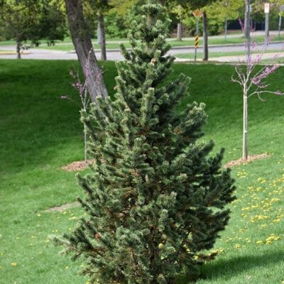 Formal Form Bristlecone Pine - Pahl's Market - Apple Valley, MN