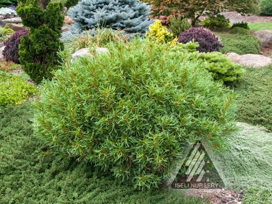 Mini Twists Eastern White Pine - Pahl's Market - Apple Valley, MN
