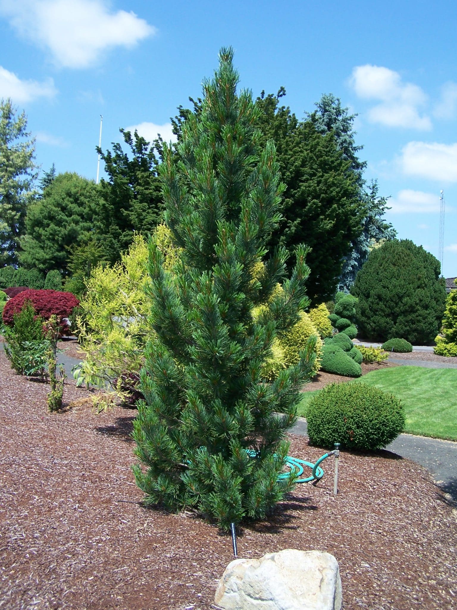 Prairie Statesman Swiss Stone Pine - Pahl's Market - Apple Valley, MN