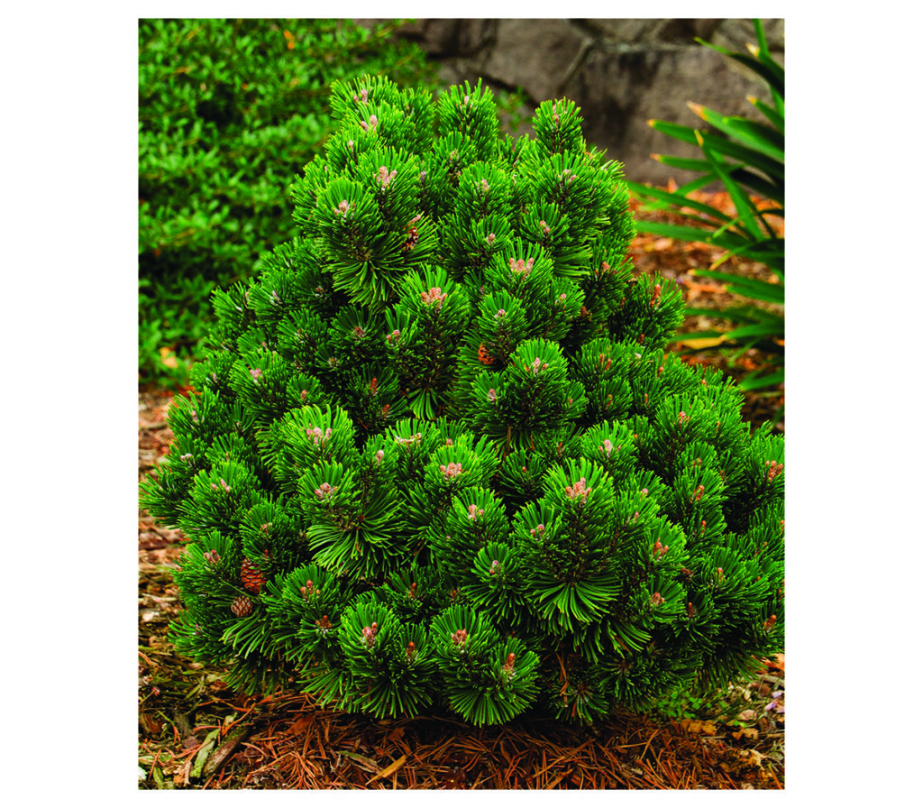 Sherwood Compact Mugo Pine - Pahl's Market - Apple Valley, MN