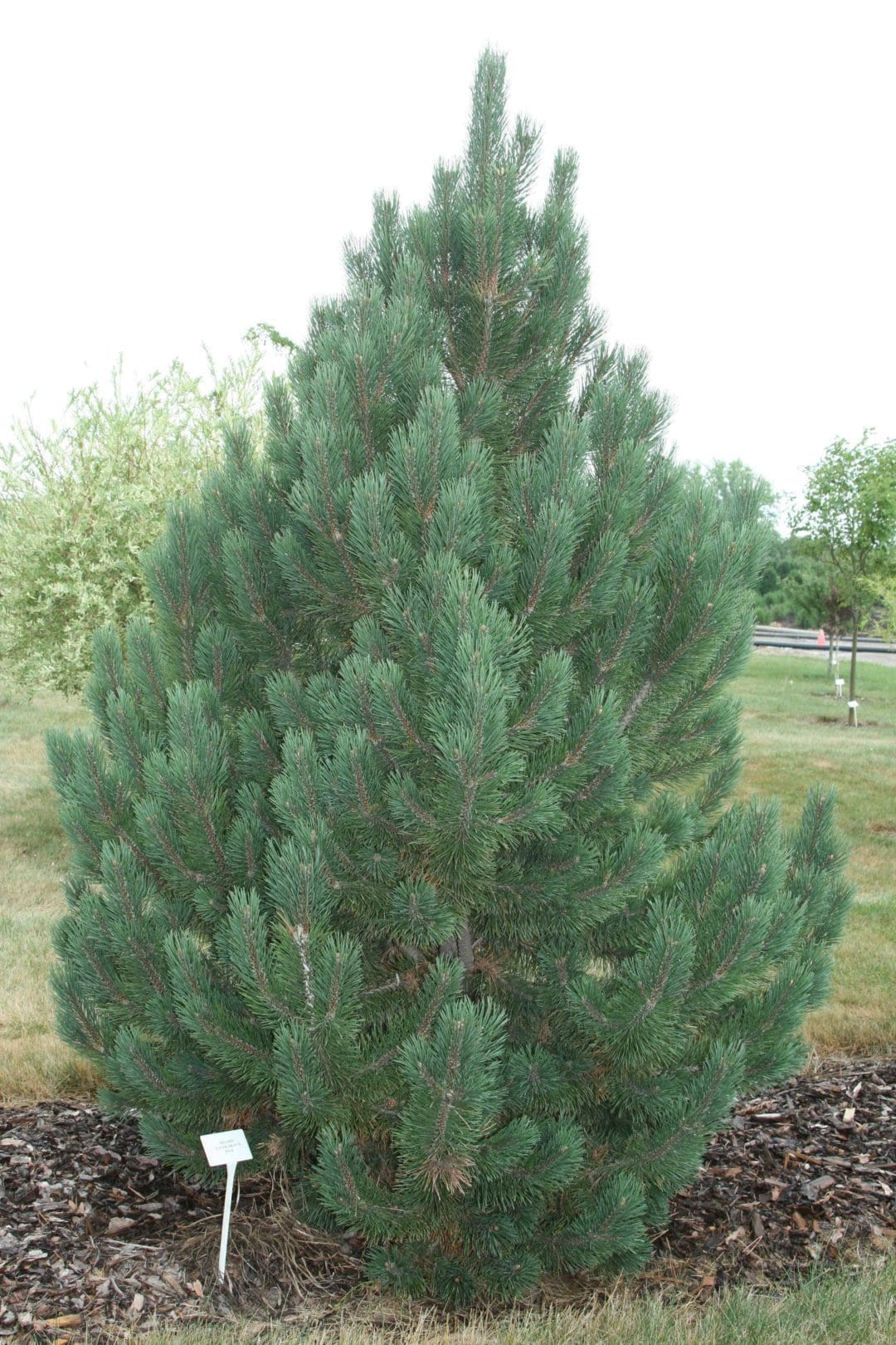 Tannenbaum Mugo Pine - Pahl's Market - Apple Valley, MN