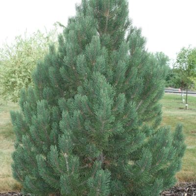 Tannenbaum Mugo Pine - Pahl's Market - Apple Valley, MN
