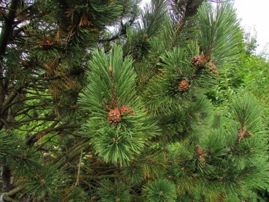 Tannenbaum Mugo Pine - Pahl's Market - Apple Valley, MN