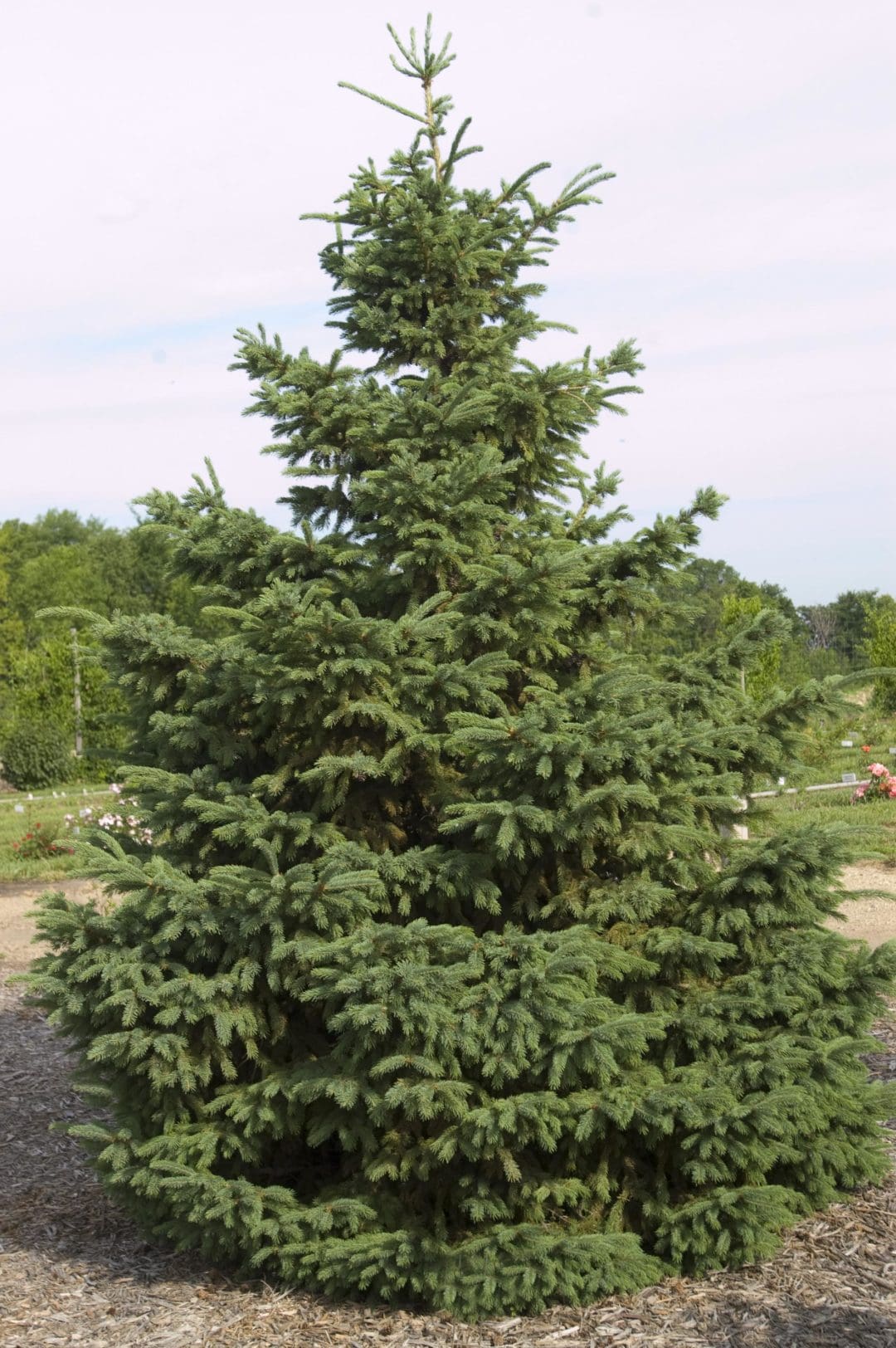 Black Hills Spruce - Pahl's Market - Apple Valley, MN