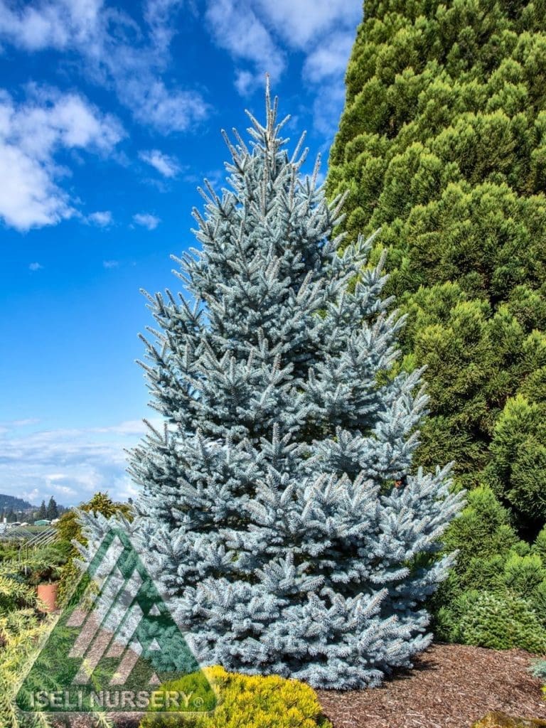 Bonny Blue Colorado Spruce - Pahl's Market - Apple Valley, MN