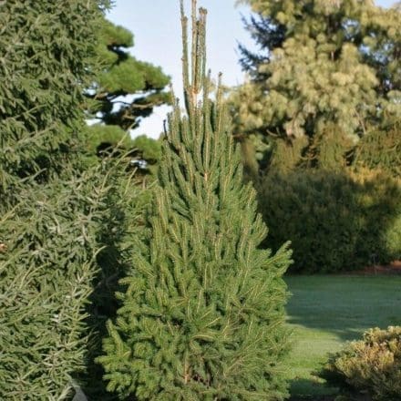 Paul's Select Norway Spruce - Pahl's Market - Apple Valley, MN