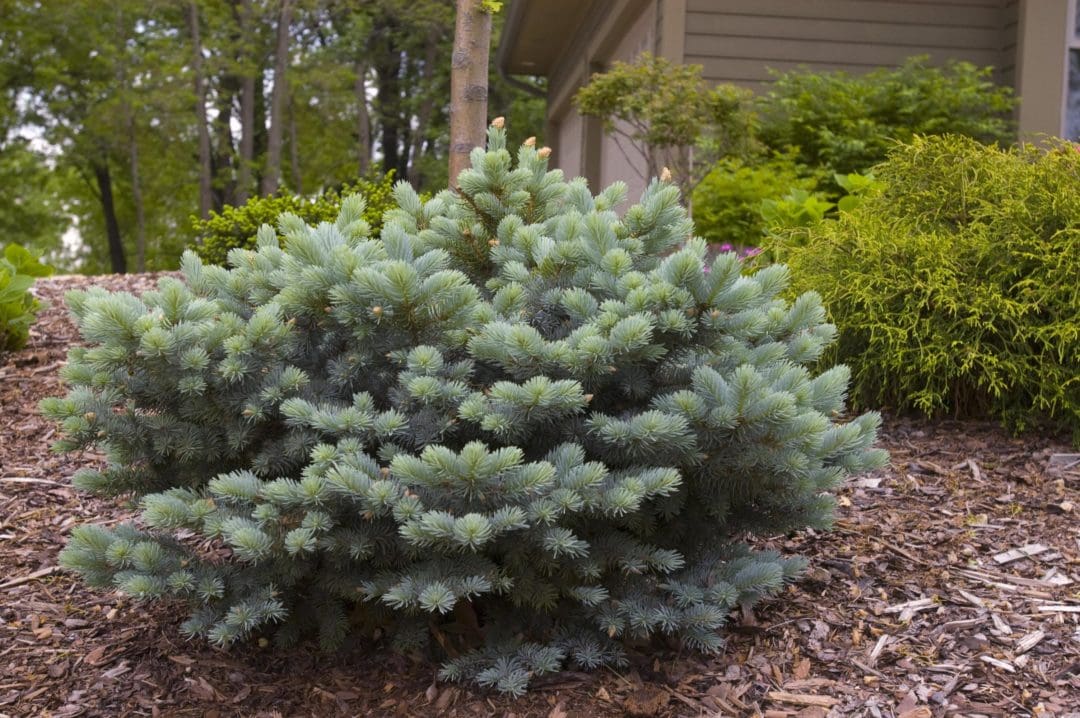 Globe Blue Spruce - Pahl's Market - Apple Valley, MN