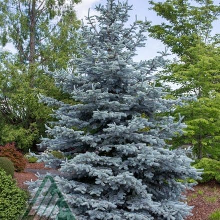 Fat Albert Blue Spruce - Pahl's Market - Apple Valley, MN