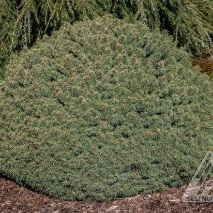 Spruce - Dwarf - Shop Pahl's Online