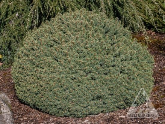 Roundabout Colorado Spruce - Pahl's Market - Apple Valley, MN
