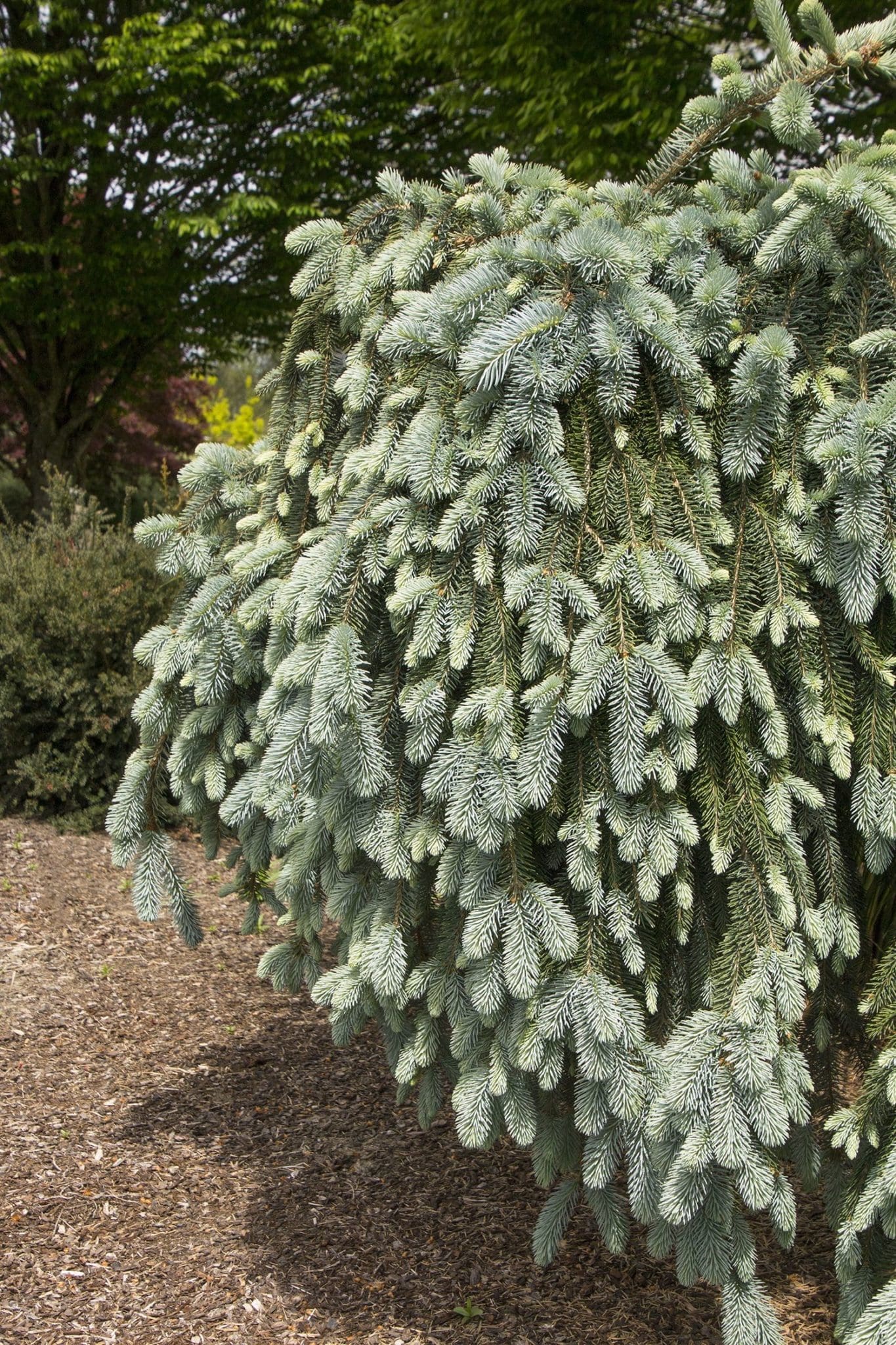 The Blues Blue Spruce - Pahl's Market - Apple Valley, MN