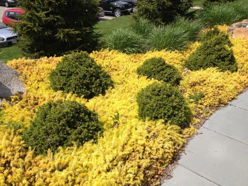 Tompa Spruce - Pahl's Market - Apple Valley, MN