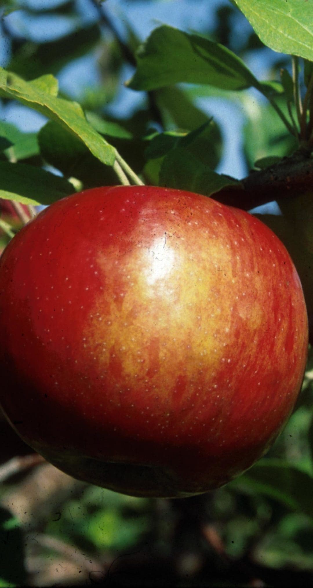 Fireside Apple - Pahl's Market - Apple Valley, MN