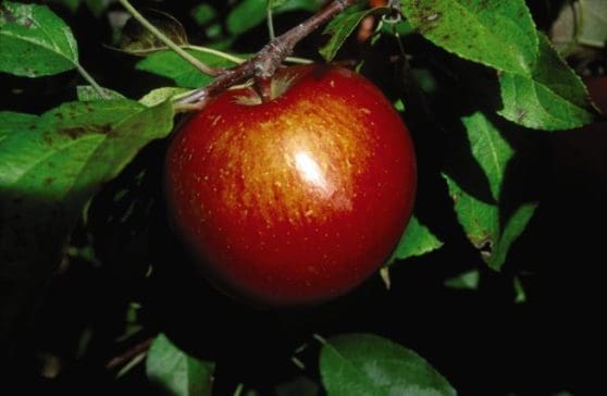 Haralson Apple - Pahl's Market - Apple Valley, MN