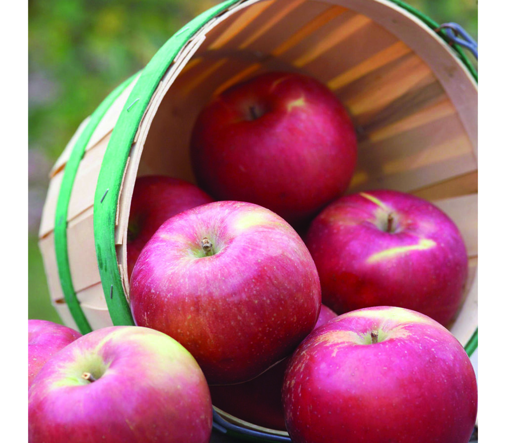 SnowSweet Apple - Pahl's Market - Apple Valley, MN