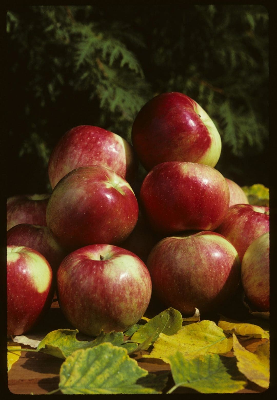 Zestar Apple - Pahl's Market - Apple Valley, MN
