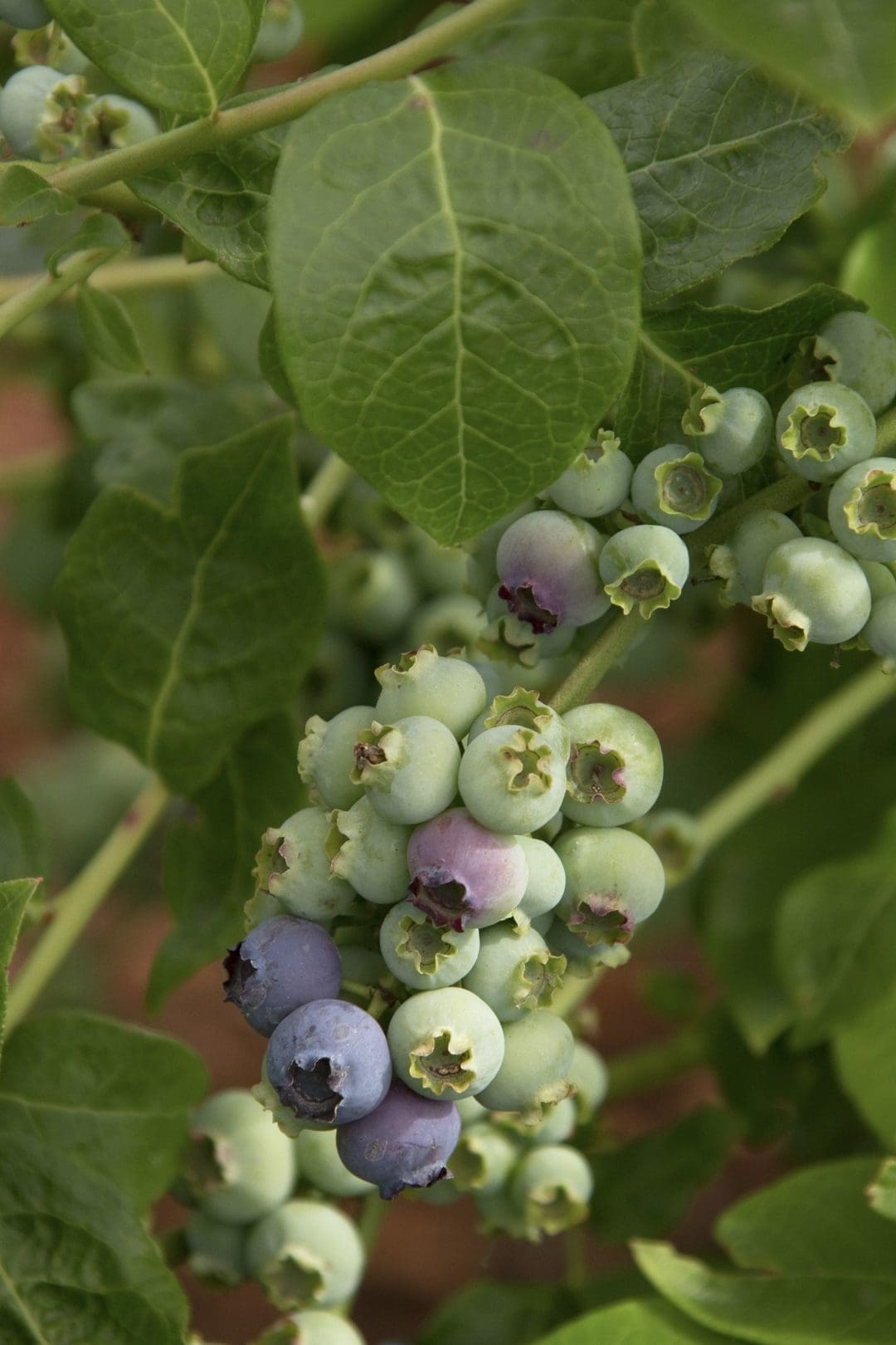 Northland Midseason Blueberry - Pahl's Market - Apple Valley, MN