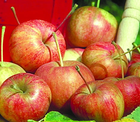 Chestnut Crabapple - Pahl's Market - Apple Valley, MN