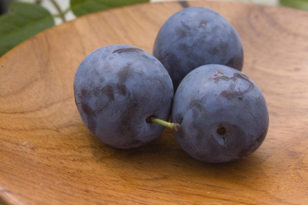 Mount Royal Plum - Pahl's Market - Apple Valley, MN