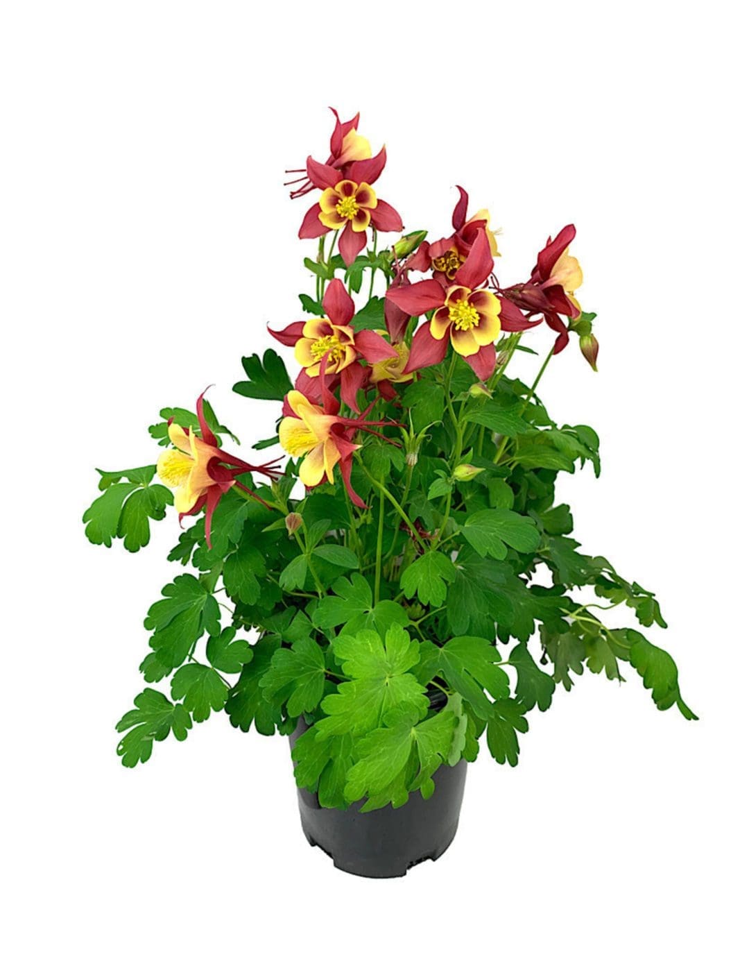 Earlybird Red Yellow Columbine - Pahl's Market - Apple Valley, MN