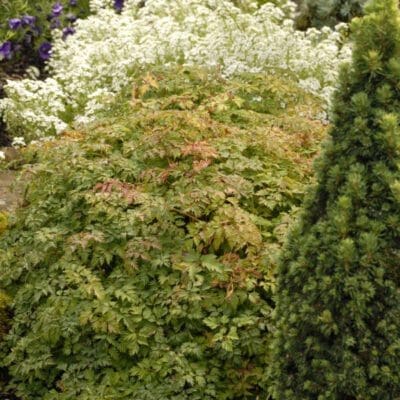 Dwarf Goatsbeard - Pahl's Market - Apple Valley, MN