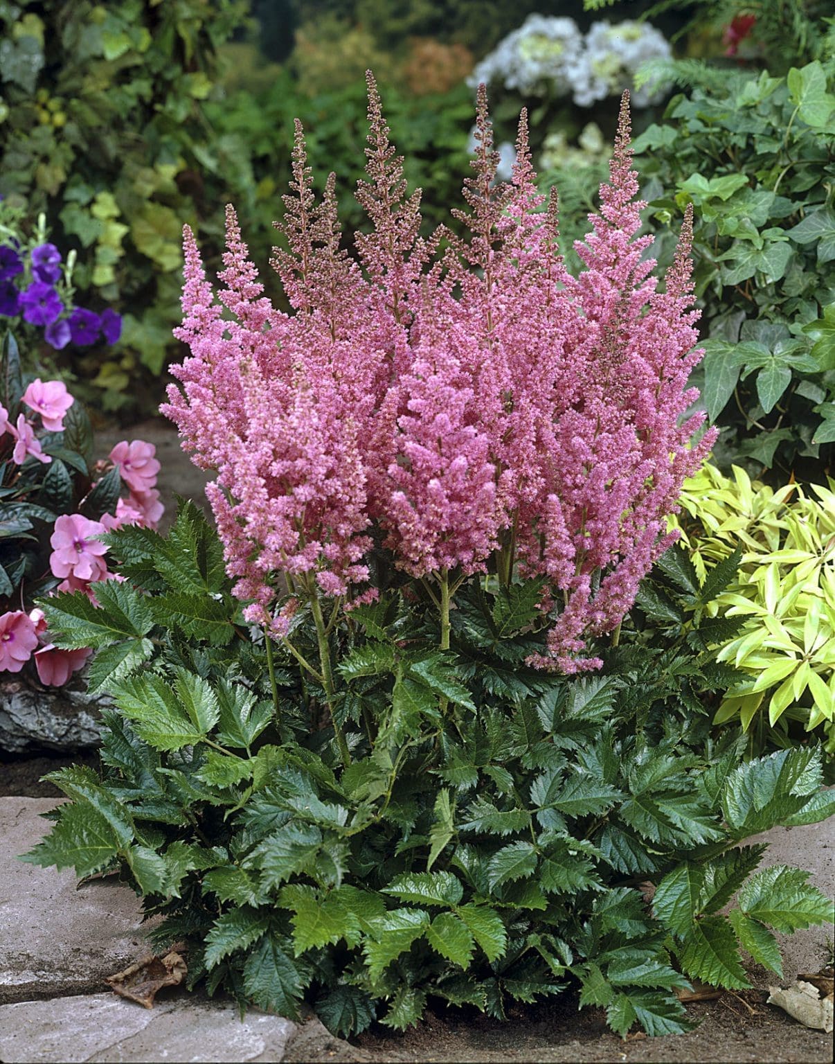 Visions in Pink Astilbe - Pahl's Market - Apple Valley, MN