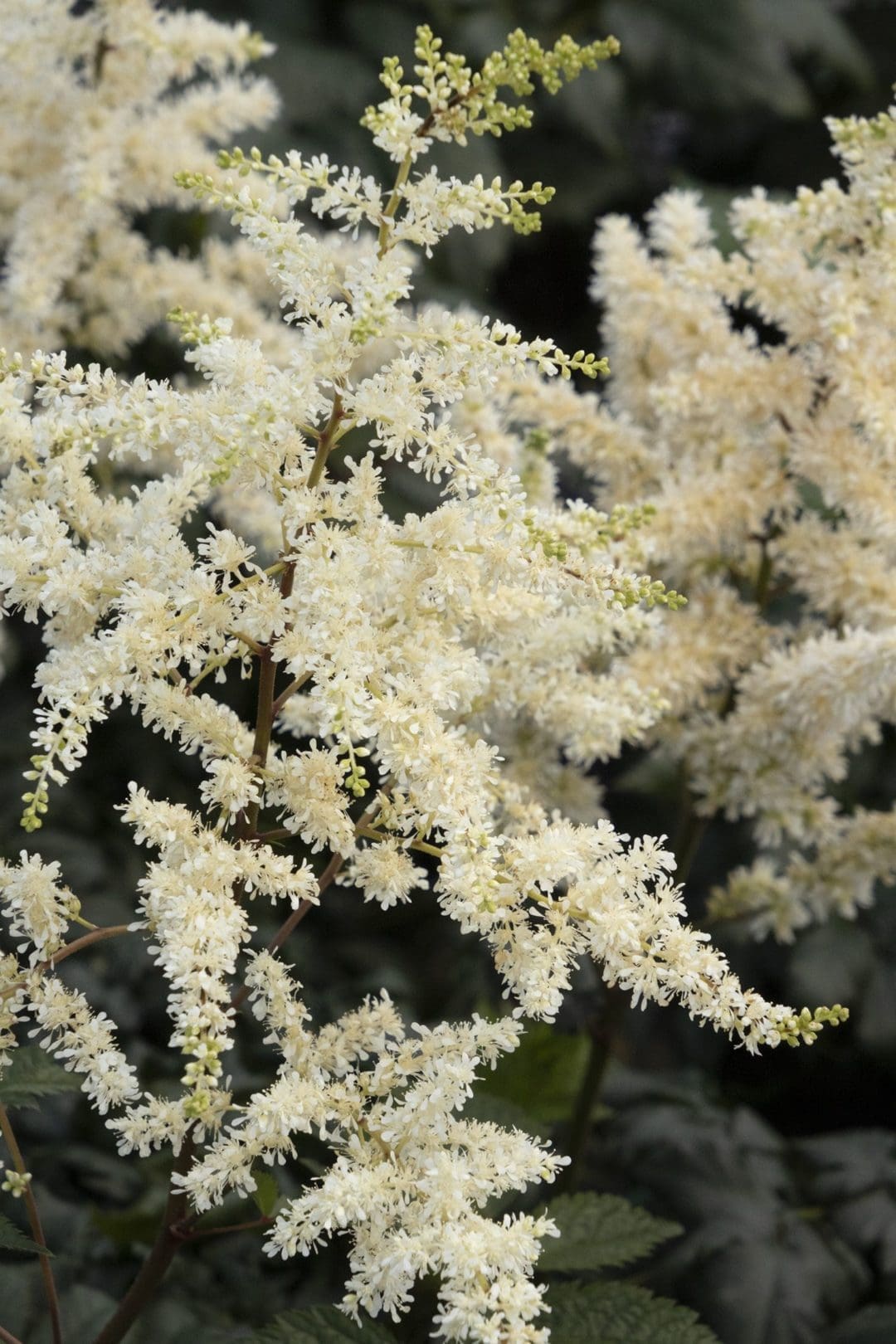 Visions in White Astilbe - Pahl's Market - Apple Valley, MN