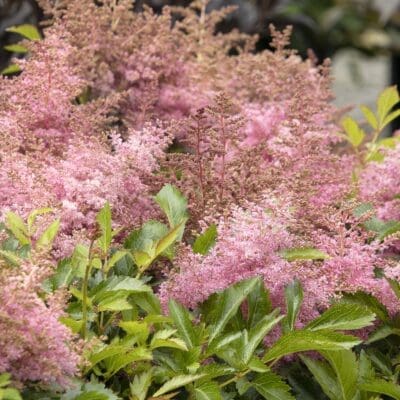 Lowlands Ruby Red Astilbe - Pahl's Market - Apple Valley, MN