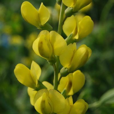 Baptisia (False Indigo) - Shop Pahl's Online
