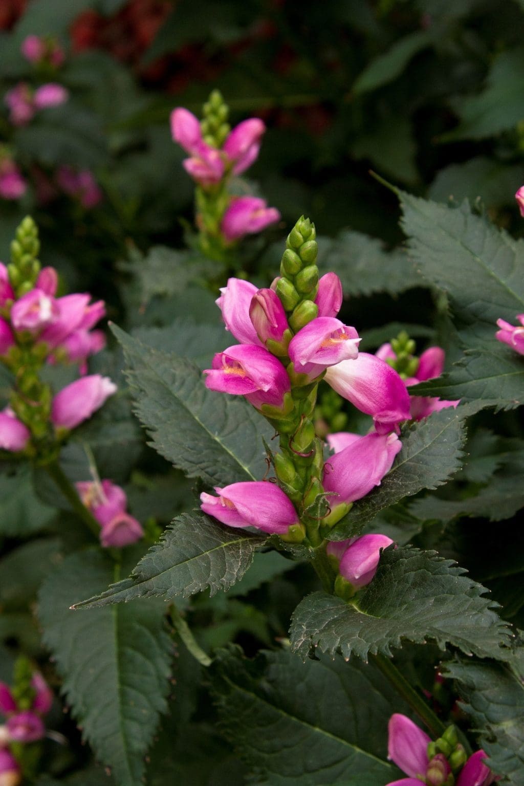 Hot Lips Turtlehead - Pahl's Market - Apple Valley, MN
