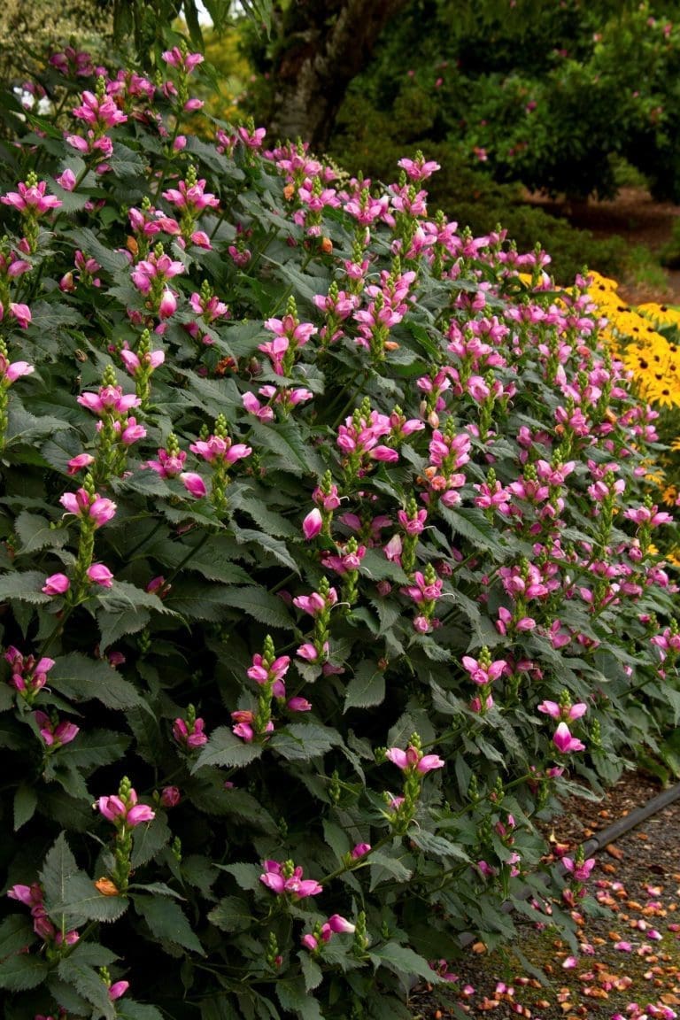 Hot Lips Turtlehead - Pahl's Market - Apple Valley, MN