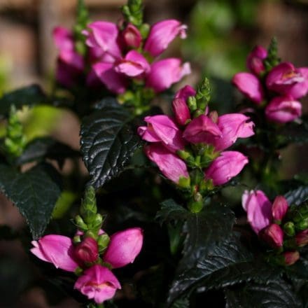 Tiny Tortuga Turtlehead - Pahl's Market - Apple Valley, MN