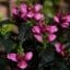 Tiny Tortuga Turtlehead - Pahl's Market - Apple Valley, MN