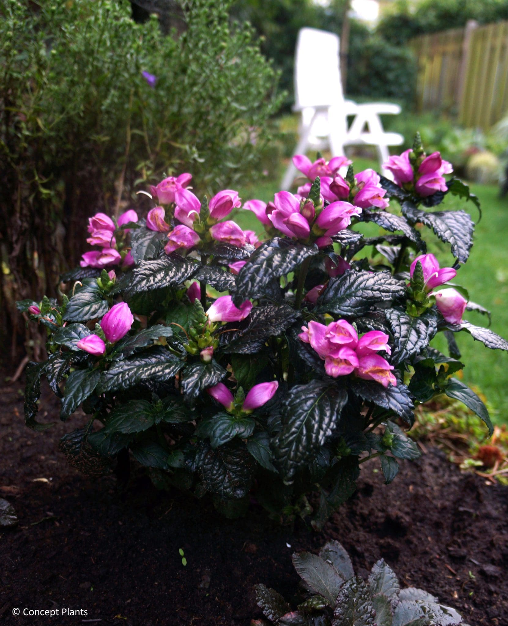 Tiny Tortuga Turtlehead - Pahl's Market - Apple Valley, MN