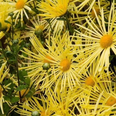 Chrysanthemum (Garden Mum) - Shop Pahl's Online