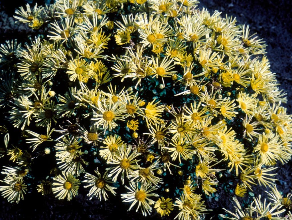 Mammoth Yellow Quill Daisy Garden Mum - Pahl's Market - MN