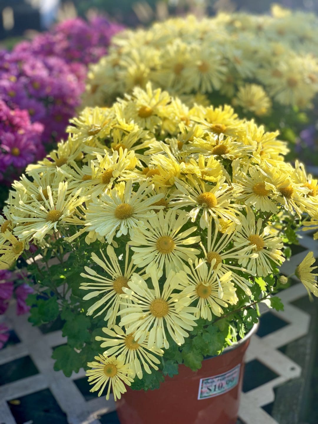 Mammoth Yellow Quill Daisy Garden Mum - Pahl's Market - MN