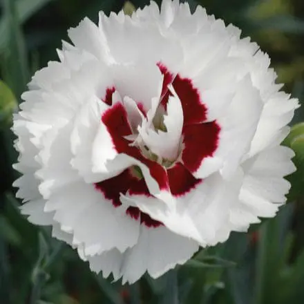 Dianthus (Border Carnation) - Shop Pahl's Online