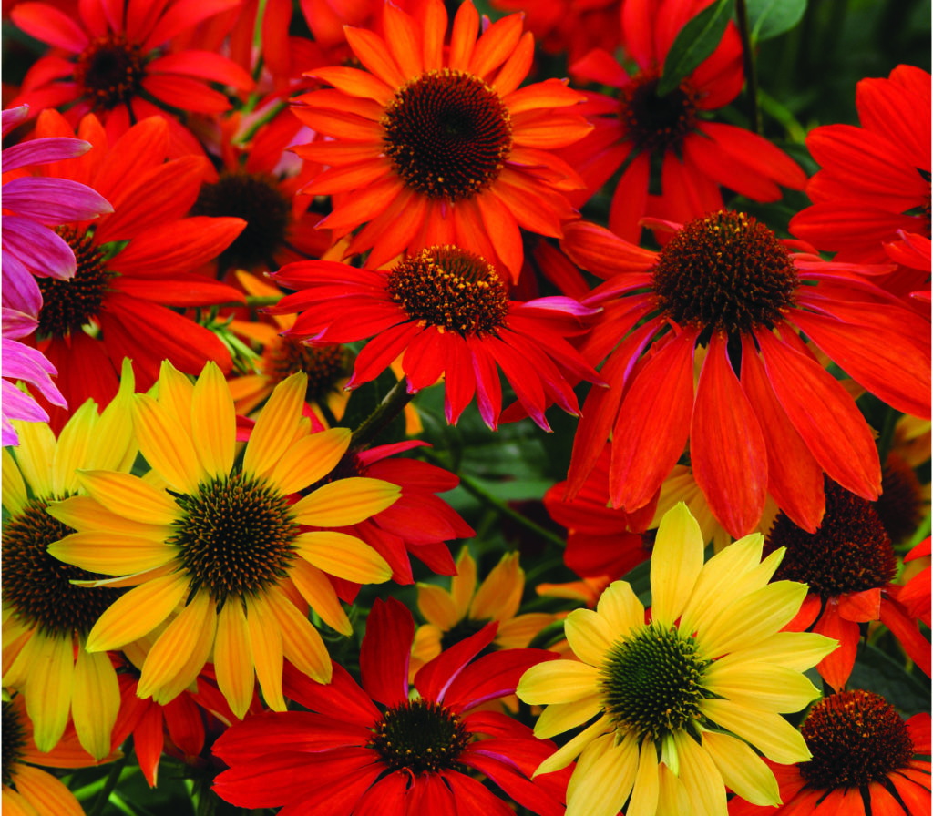 Cheyenne Spirit Coneflower - Pahl's Market - Apple Valley, MN