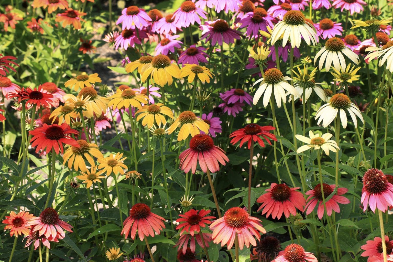 Cheyenne Spirit Coneflower - Pahl's Market - Apple Valley, MN