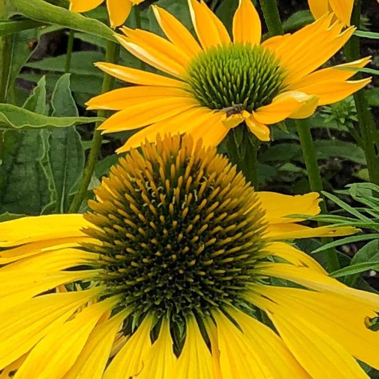 Kismet Yellow Coneflower - Pahl's Market - Apple Valley, MN