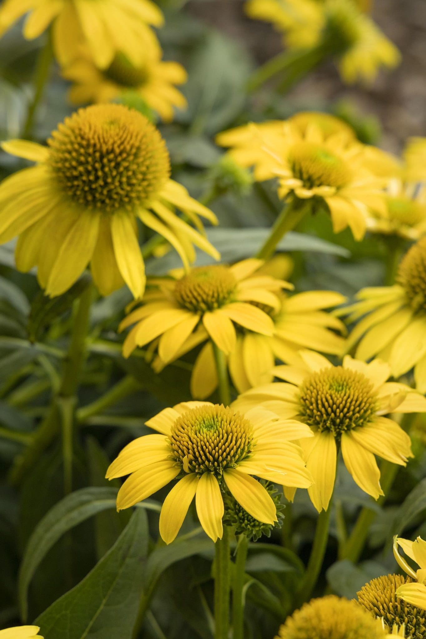Sombrero Lemon Yellow Improved Coneflower - Pahl's Market