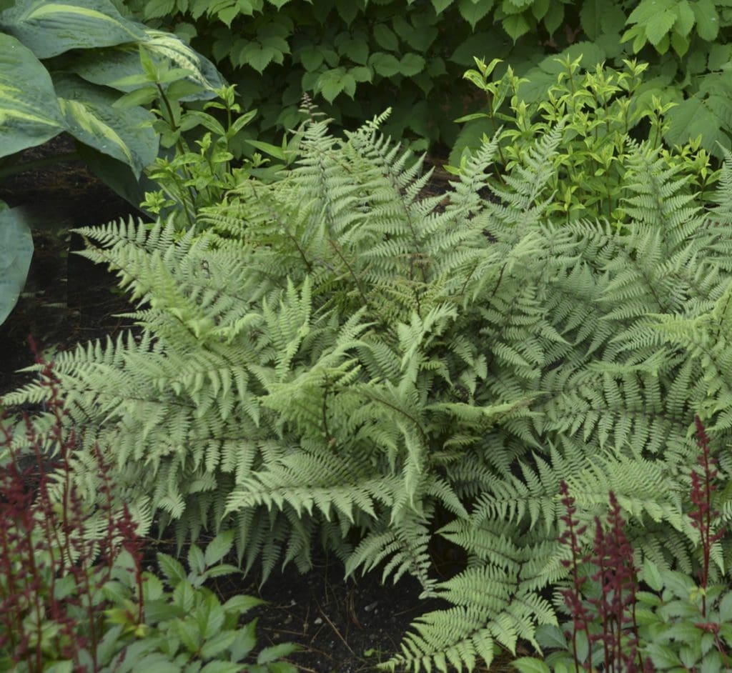 Ghost Fern - Pahl's Market - Apple Valley, MN