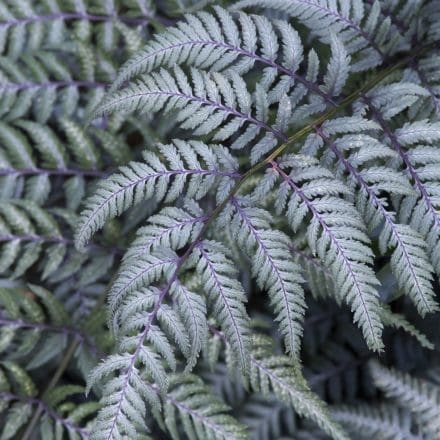 Regal Red Japanese Painted Fern - Pahl's Market - Apple Valley, MN