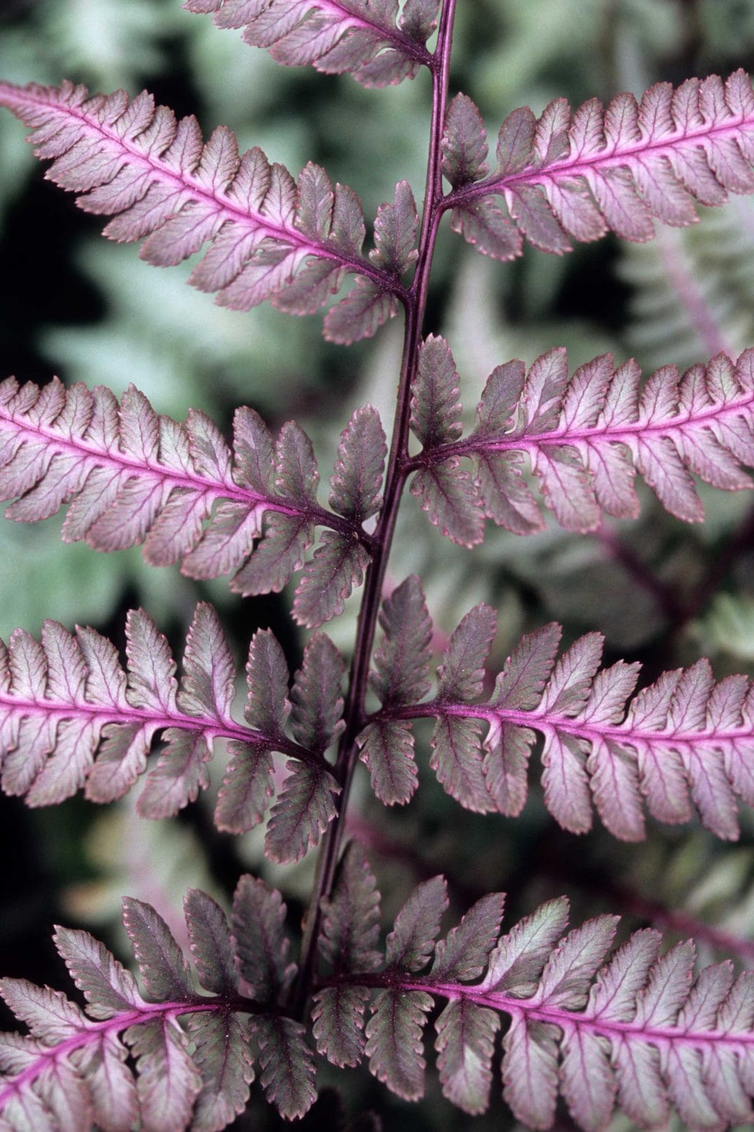 Japanese Painted Fern - Pahl's Market - Apple Valley, MN