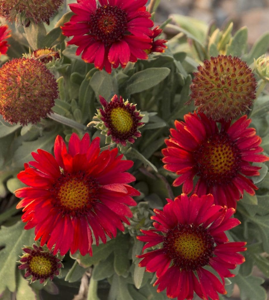 Arizona Red Shades Gaillardia - Pahl's Market - Apple Valley, MN
