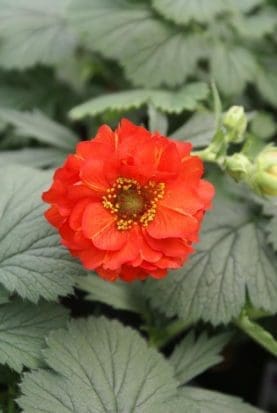 Red Dragon Avens - Pahl's Market - Apple Valley, MN