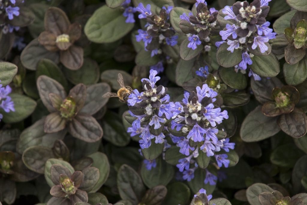 Chocolate Chip Ajuga - Pahl's Market - Apple Valley, MN